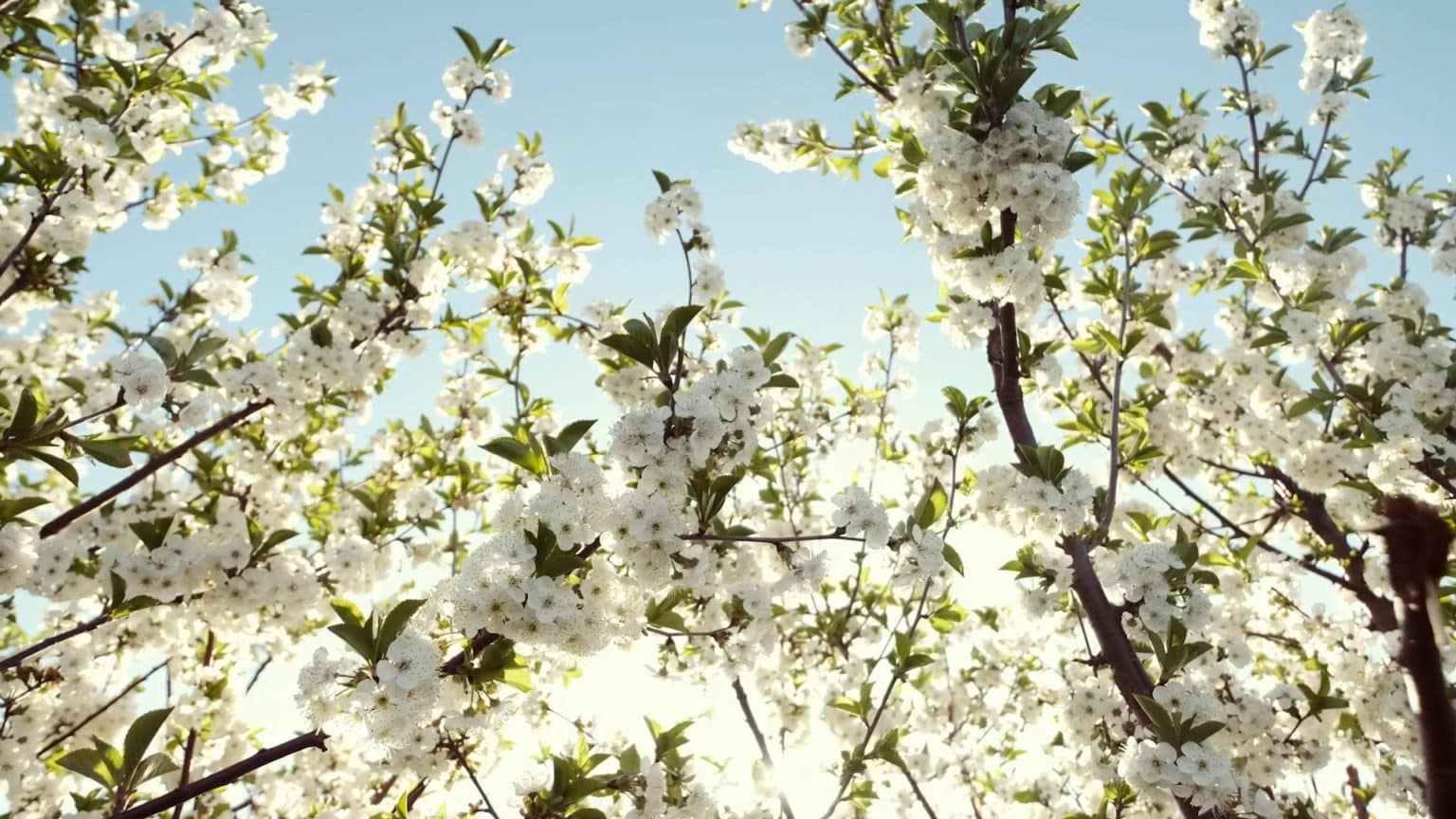 Sun Orchard | Video Library